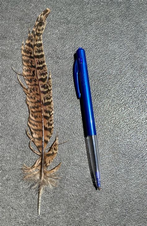 Feather Identification Rnewzealandwildlife