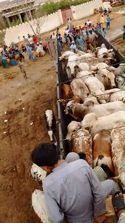 Sohrab Goth Mandi 2016 15 Pics