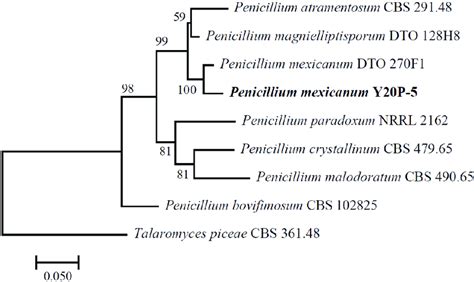 Maximum Likelihood Phylogenetic Analysis Of Combined Internal
