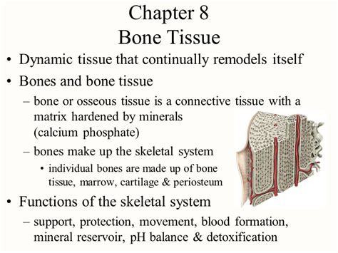 Fibrocartilage Tissue Location And Function
