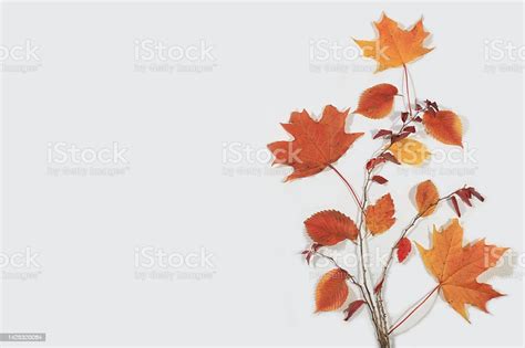 단풍 나무와 아스펜 잎이있는 가을 추상적 인 구성 안녕하세요 가을의 개념 추수 감사절과 계절 배경 배너 또는 스플래쉬 감사에 대한 스톡 사진 및 기타 이미지 Istock