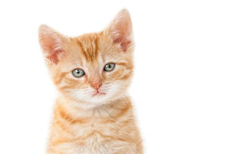 Orange Cat With Green Eyes