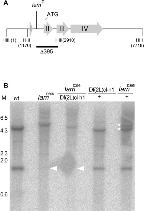molecular characterization of null allele lamd395 a schematic