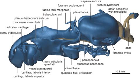 Three Dimensional Computer Reconstruction From Serial Histological