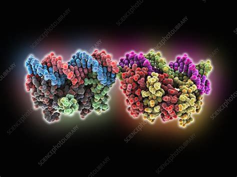 Tryptophan Repressor Bound To Dna Stock Image C015 6243 Science Photo Library