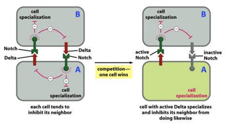Lec15 Cell Signaling 1 Flashcards Quizlet