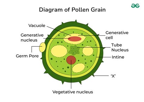 Pollen Grain Diagram Geeksforgeeks
