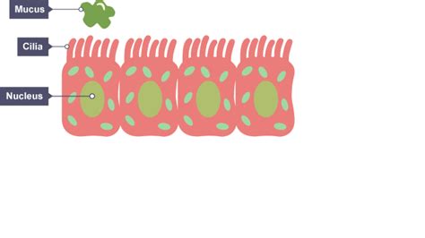 Ciliated Epithelial Cell Microscope