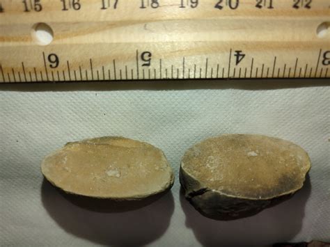 Another Oklahoma Fossil Fossil Id The Fossil Forum