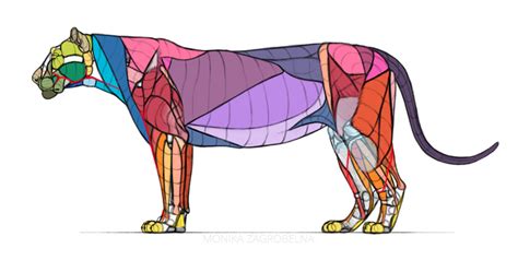 Lion Anatomy For Artists Skeleton And Muscle Diagrams Monika Zagrobelna