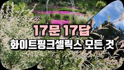 삼색버드나무의 모든 것 17문 17답 화이트핑크셀릭스 강원도 정원 Youtube