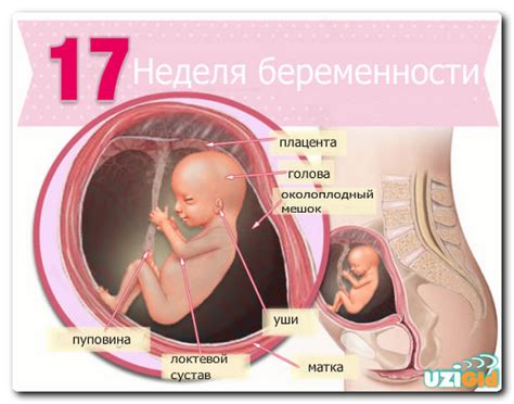 УЗИ 17 неделя беременности определение пола фото