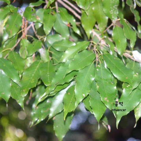 참가시나무 효능 먹는법 네이버 포스트