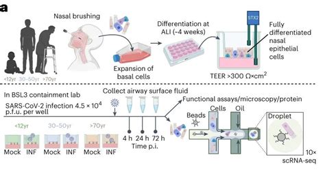 Research Highlights How Age Impacts Nasal Cell Response To Sars Cov 2
