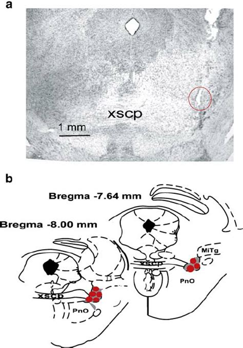 Histological Verification Of Injection Sites A A Typical Injection Download Scientific Diagram