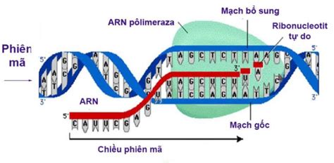 Sinh Học 12 Quá Trình Phiên Mã Và Dịch Mã Chi Tiết Nội Dung And Bài