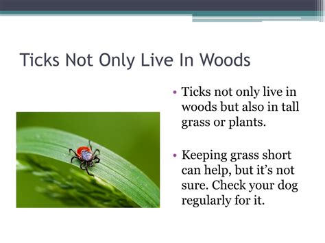 Ppt 5 Things You Should Know About Ticks Powerpoint Presentation