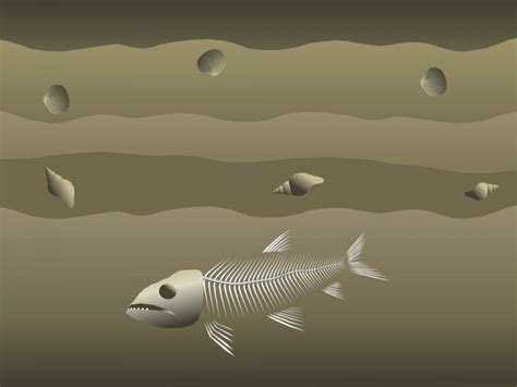 What Is A Fossil And How Do They Form Discovering Fossils