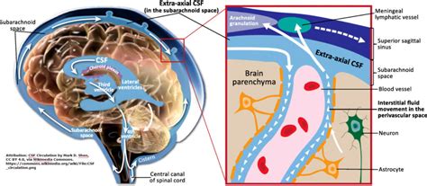 Csf Circulation Lymphedema Therapy Source