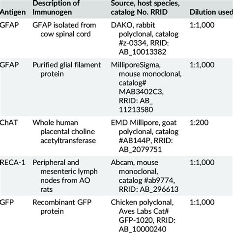 Immunolabeled Gfap Positive Astrocytes In Adult Rat Brainstem A Download Scientific Diagram