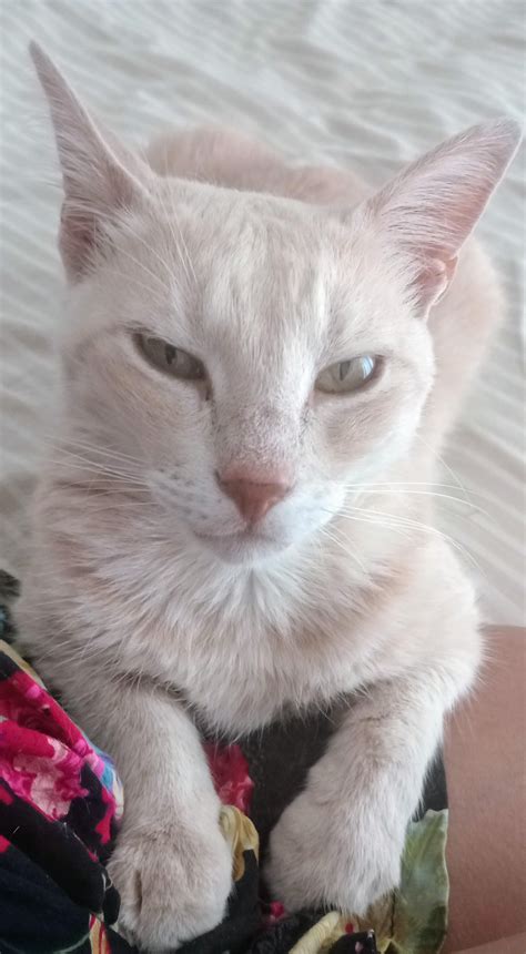 The Sexiest Cat Youll See Today Rawwespanol