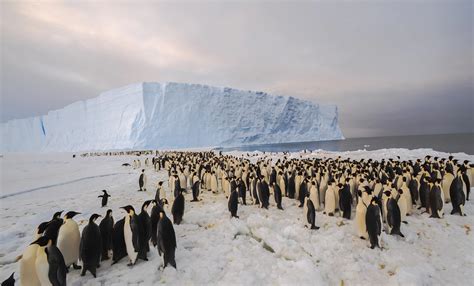 Majestic Birds New Images From Space Show Hidden Colony Of Emperor