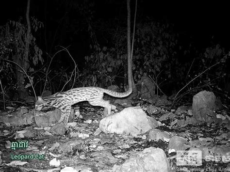 ប្រទះឃើញវត្តមាន«សត្វព្រៃជាច្រើនប្រភេទ នៅតំបន់ទេសភាពភ្នំថ្មកំបោរ ខេត្តបាត់ដំបង សុីសុីថាមស៍