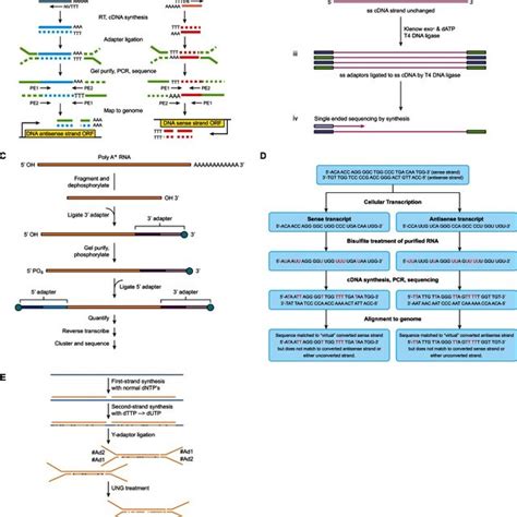 Different Methods Of Template Preparation For Strand Specific Rna Seq Download Scientific