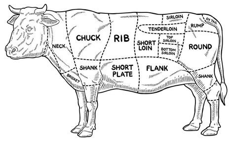 A Comprehensive Guide To Different Cuts Of Beef Diagram Included