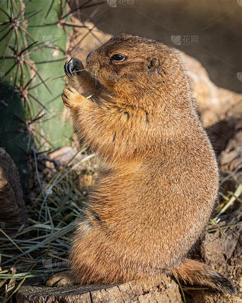 黑尾草原土拨鼠