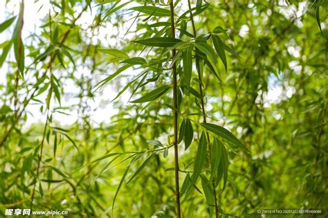 竹摄影图 花草 生物世界 摄影图库 昵图网