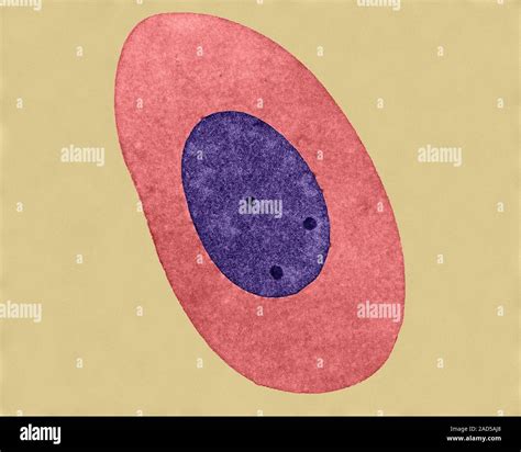 Human Polychromatic Erythroblast Normoblast Coloured Transmission Electron Micrograph TEM