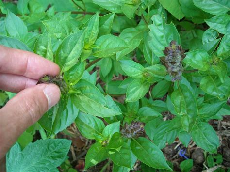 Zucchini Island Nip It In The Bud