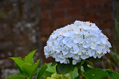 Premium Photo Hydrangea Macrophylla In The Garden