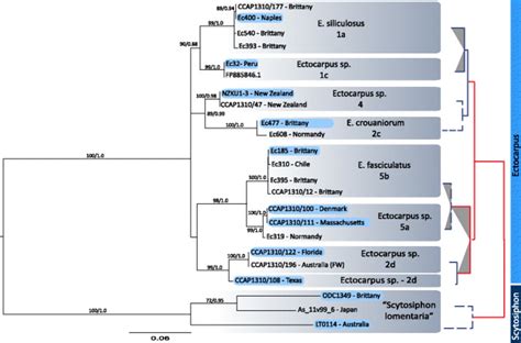 Species Tree And Species Sexual Compatibility Maximum Likelihood Tree Download Scientific