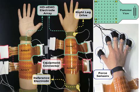 Figure 1 From Training Explainable And Effective Multi Dof Emg Decoder Using Additive 1 Dof Emg