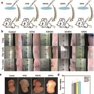 A Schematic Illustration Of In Vivo Experiment Nude Mice Were Download Scientific Diagram