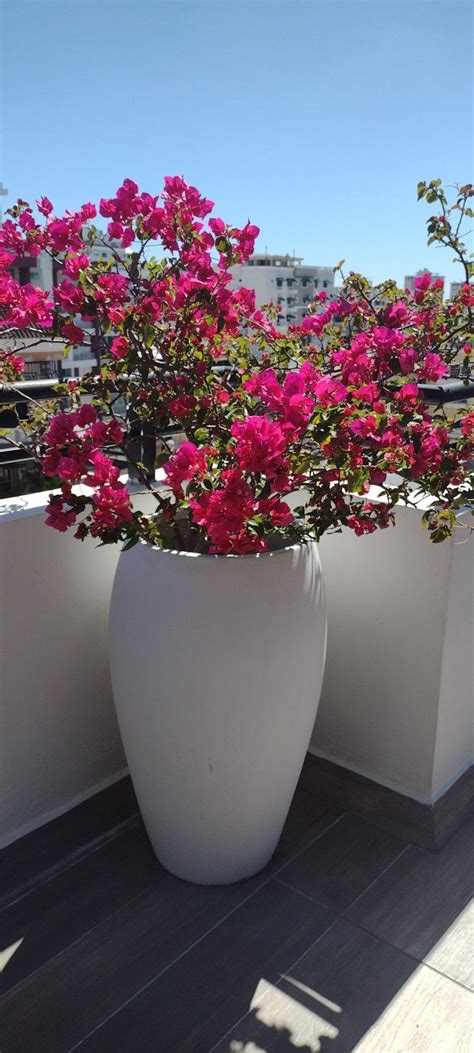 Veraneratrinitaria Bugambilia Mi Terraza White Pot With Flowers