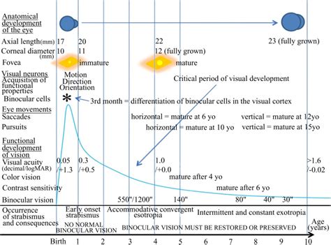 At What Age Is Vision Fully Developed