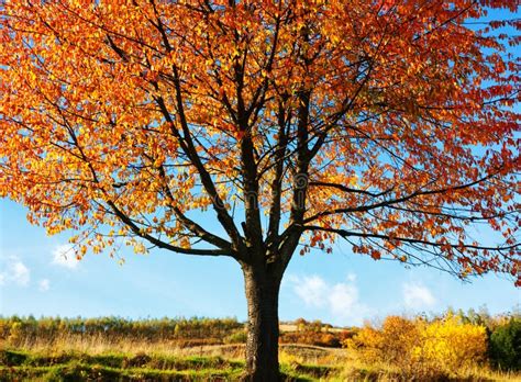 May Tree In Bloom Stock Image Image Of Bloom Green 138817835