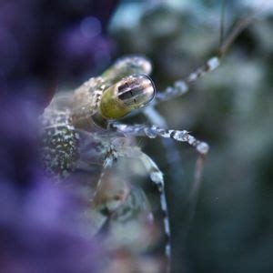 動物事典 ホソユビシャコ Pseudosquilla ciliata