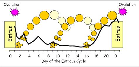 Figure 4 From The Estrous Cycle In Cattle Physiology Endocrinology