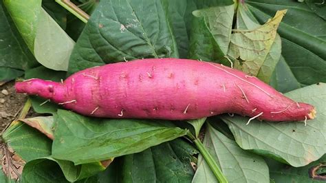 무성한 고구마줄기 땅에 뿌리 내린것은 떼어주셔야 해요 고구마 중간점검 Youtube