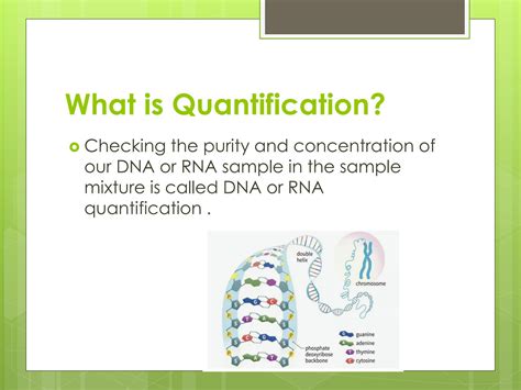 Solution Quantification Of Rna And Dna Studypool Solution Quantification Of Rna And Dna Studypool