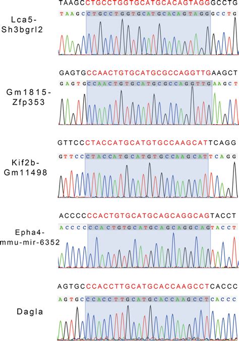 Off Target Effect Analysis Sequences Of The Five Highest Scoring Download Scientific Diagram