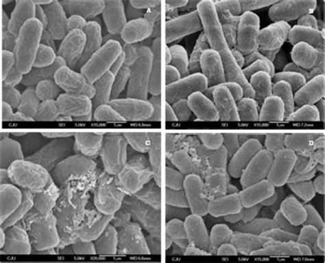 Scanning Electron Micrographs Of Streptococcus Iniae Treated With The