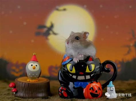 仓鼠皮肤病的原因及症状治疗