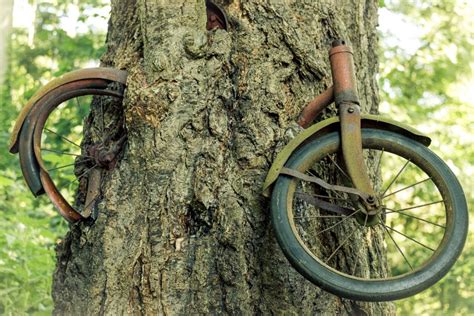 This Tree Consumed A Bicycle R Interestingasfuck