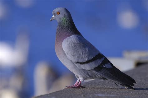 Facts about pigeons - Animal Aid