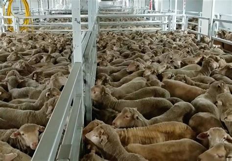 22 میلیون رأس دام سبک در بخش عشایری کشور وجود دارد 85 میلیون تن نیاز